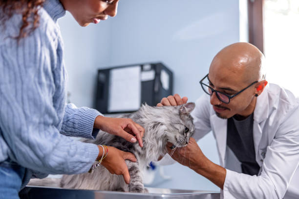 Navigating Pet Hospital Visits: Essential vs. Optional Examinations